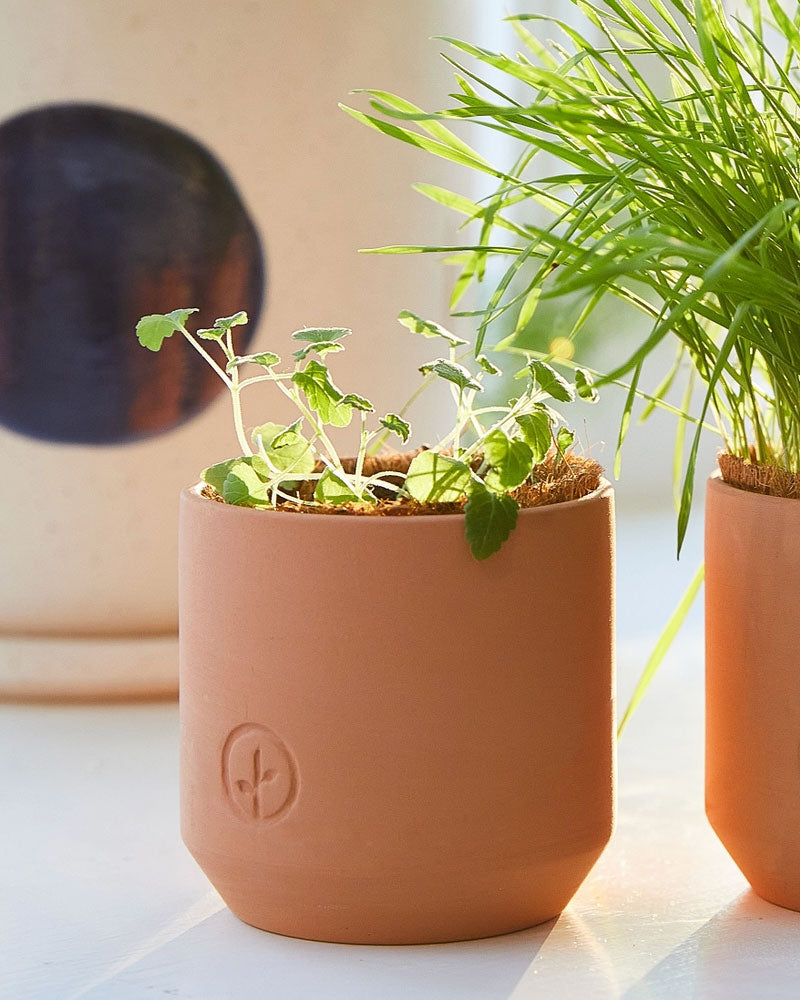 Curious Catnip Grow Kit-Modern Sprout-Strange Ways