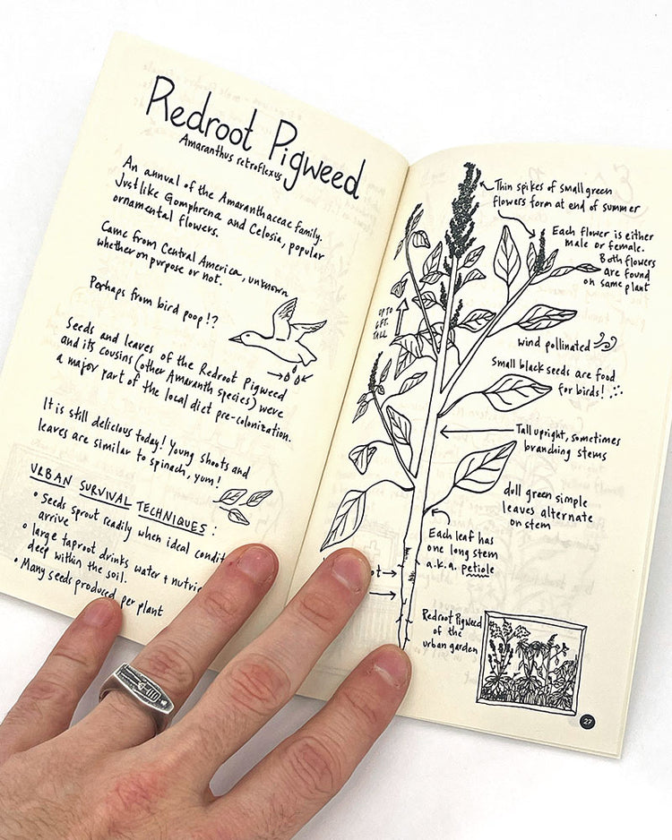 An Urban Field Guide To The Herbs In Your Path Zine